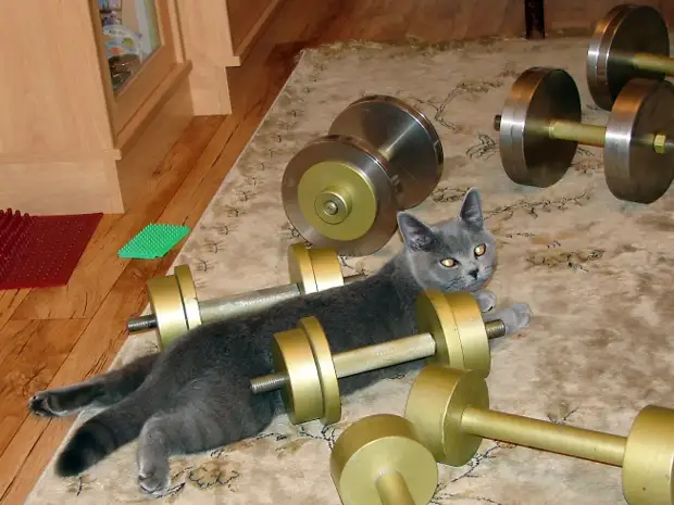 Aturan fitness kanggo kucing