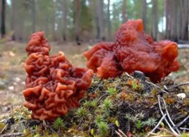 ħjata faqqiegħ u morels, benefiċċji u ħsara