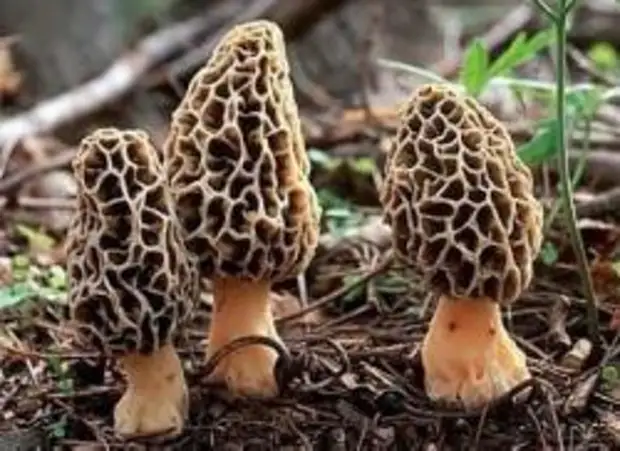 morel හතු සහ මැහුම් වෙනස