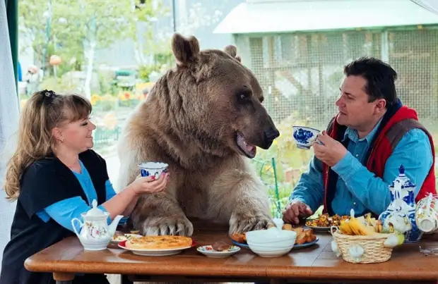 Un enorme oso de 135 libras vive nunha familia rusa como mascota