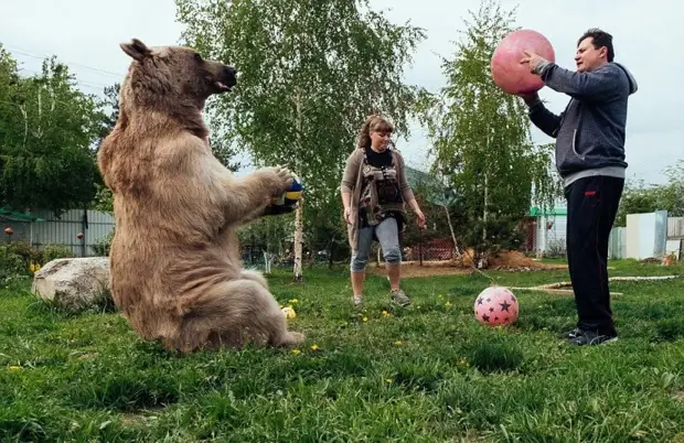 Un enorme oso de 135 libras vive nunha familia rusa como mascota