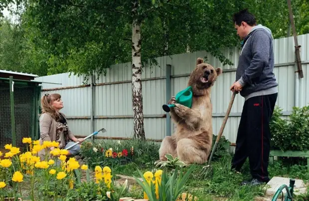 Un enorme oso de 135 libras vive nunha familia rusa como mascota