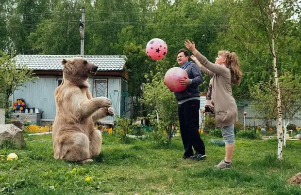 Un enorme oso de 135 libras vive nunha familia rusa como mascota