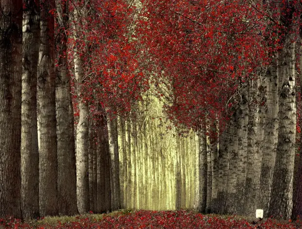 د لارس وان دی ګور لخوا ښکلی طبیعت عکس اخیستل