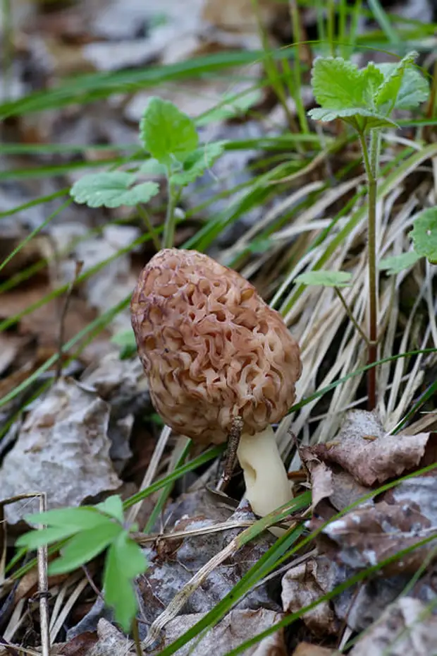 Morels ແລະອື່ນໆອີກ