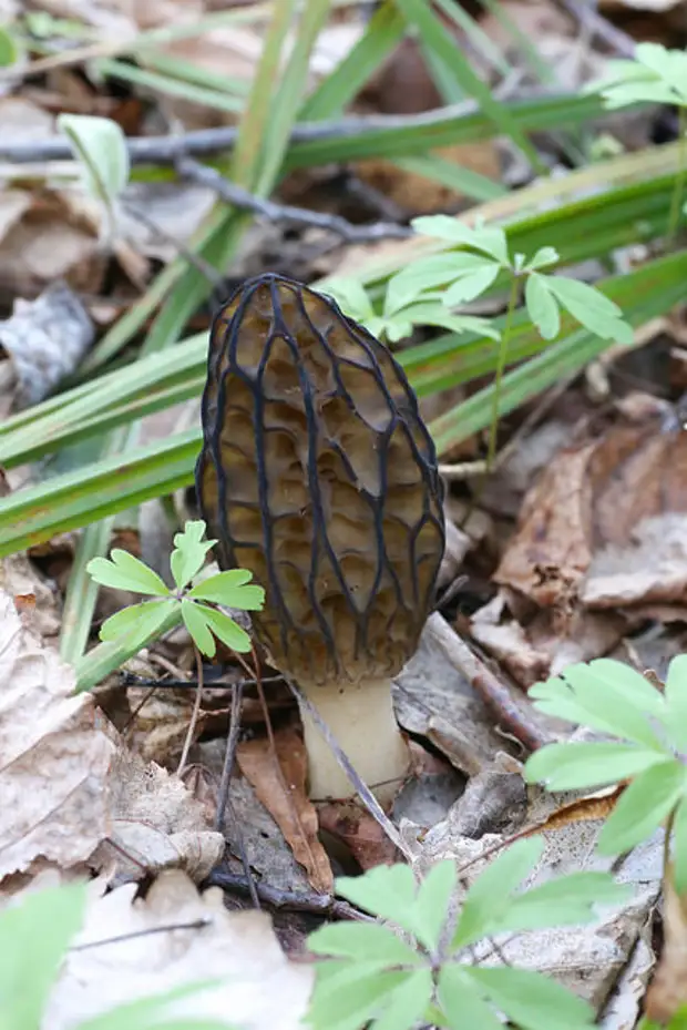 Morels ແລະອື່ນໆອີກ