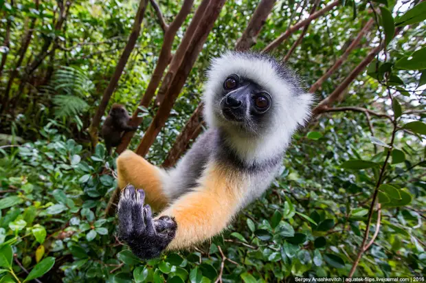 Kwa nini maelfu ya watalii wanasafiri kwenda Madagaska