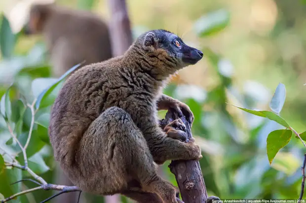 Kwa nini maelfu ya watalii wanasafiri kwenda Madagaska