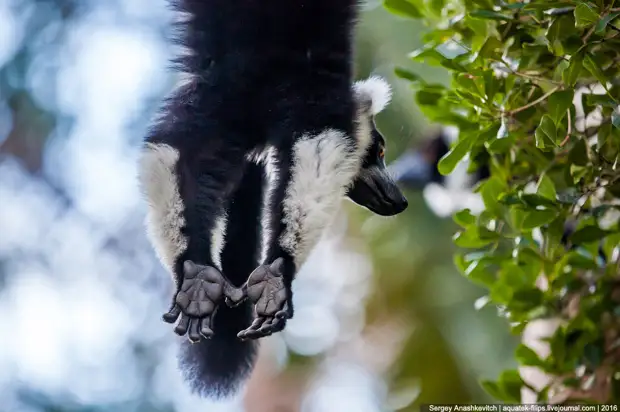 Zergatik bidaiatzen duten milaka turistak Madagaskarrera