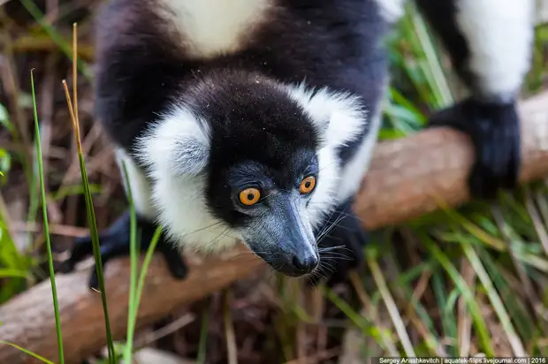 Zergatik bidaiatzen duten milaka turistak Madagaskarrera