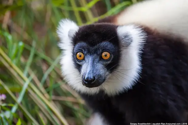 Zergatik bidaiatzen duten milaka turistak Madagaskarrera