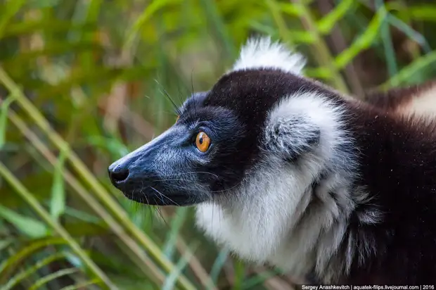 Kwa nini maelfu ya watalii wanasafiri kwenda Madagaska