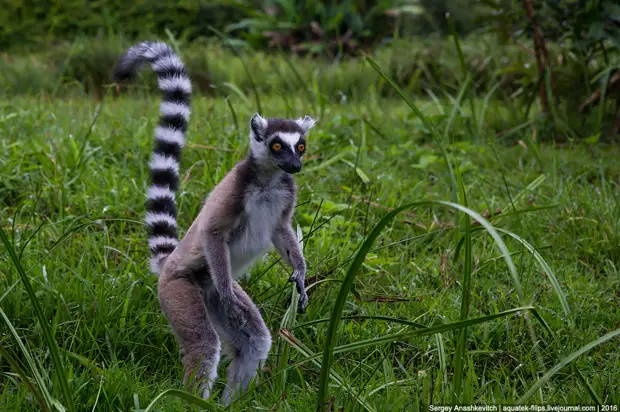 Zergatik bidaiatzen duten milaka turistak Madagaskarrera