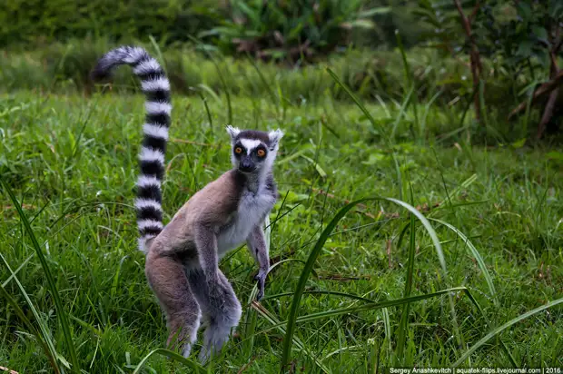 Kwa nini maelfu ya watalii wanasafiri kwenda Madagaska