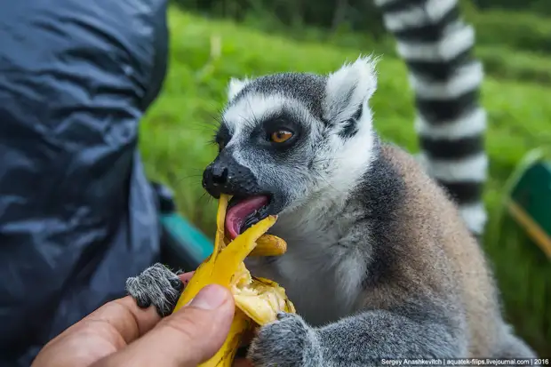 Zergatik bidaiatzen duten milaka turistak Madagaskarrera