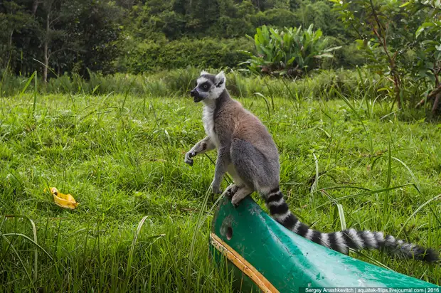 Zergatik bidaiatzen duten milaka turistak Madagaskarrera