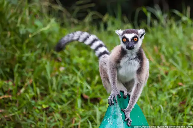 Kwa nini maelfu ya watalii wanasafiri kwenda Madagaska