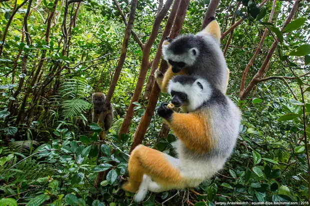 Por que milhares de turistas viajam para Madagascar