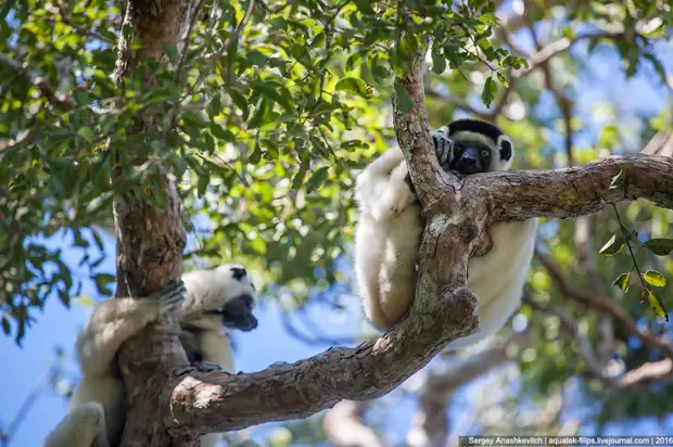 Zergatik bidaiatzen duten milaka turistak Madagaskarrera