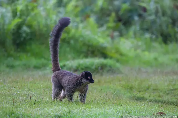 Kwa nini maelfu ya watalii wanasafiri kwenda Madagaska