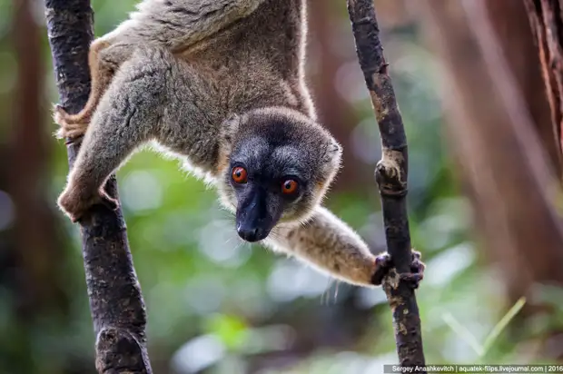 Zergatik bidaiatzen duten milaka turistak Madagaskarrera