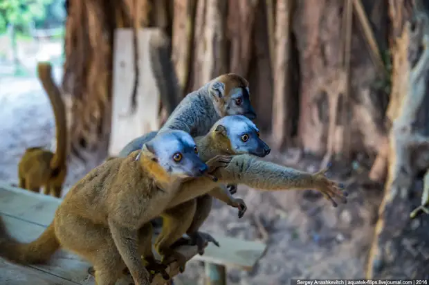 Zergatik bidaiatzen duten milaka turistak Madagaskarrera