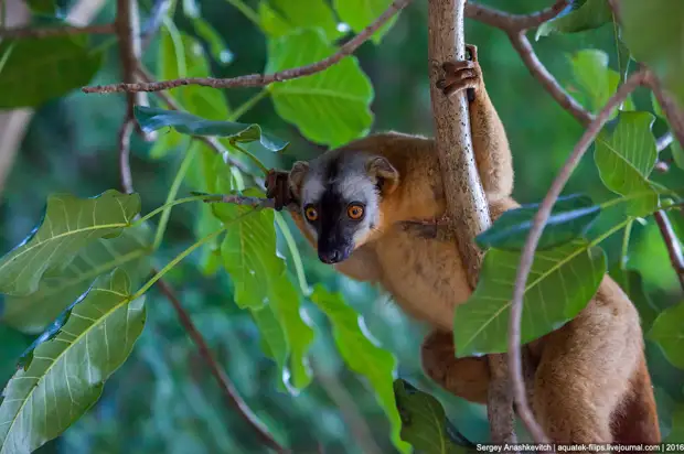 Zergatik bidaiatzen duten milaka turistak Madagaskarrera