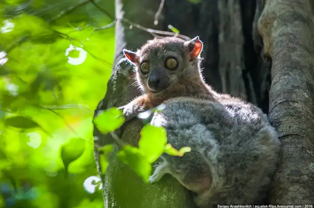 Zergatik bidaiatzen duten milaka turistak Madagaskarrera