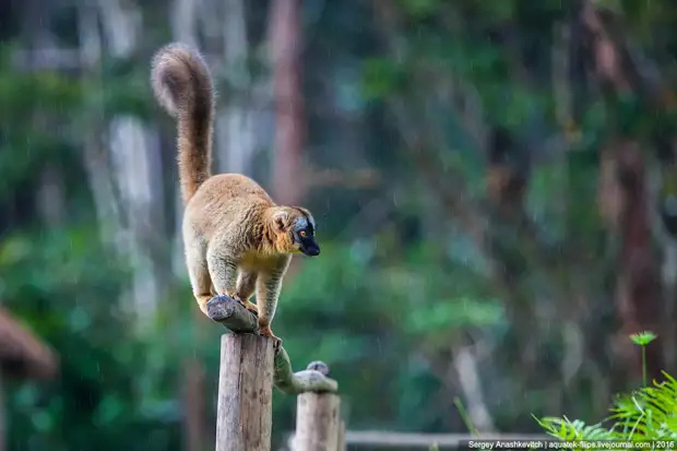 Kwa nini maelfu ya watalii wanasafiri kwenda Madagaska