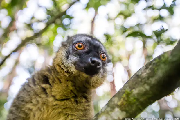 Zergatik bidaiatzen duten milaka turistak Madagaskarrera