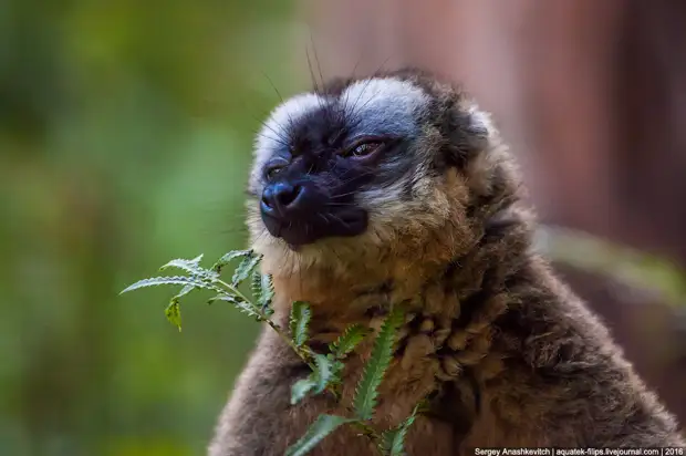 Kwa nini maelfu ya watalii wanasafiri kwenda Madagaska