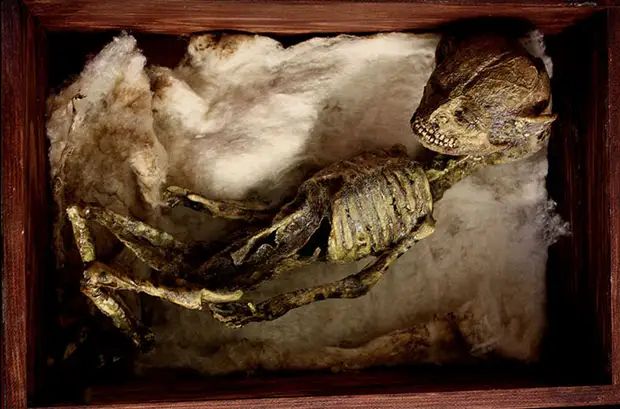 Skeletoj de misteraj estaĵoj malkovritaj en la kelo de malnova Londondomo