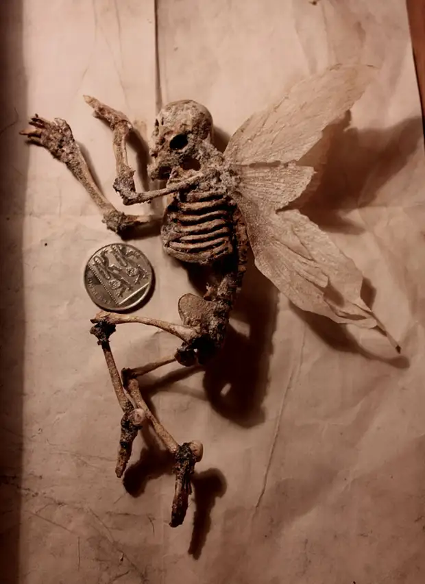 Bộ xương của những sinh vật bí ẩn được phát hiện trong tầng hầm của một ngôi nhà cổ ở London
