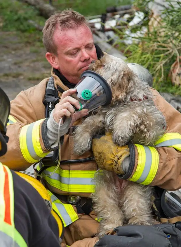 Пожарникари спасиха домашни любимци