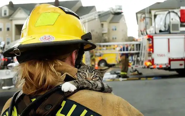 Les pompiers qui ont sauvé des animaux