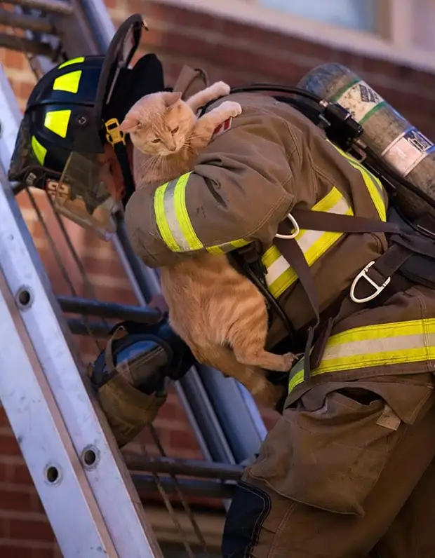 آتش نشانانی که حیوانات خانگی را نجات دادند