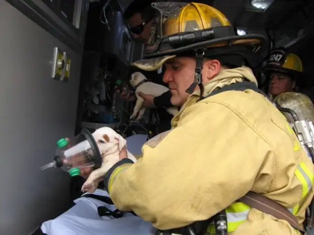 Anggota bomba yang menyelamatkan haiwan peliharaan