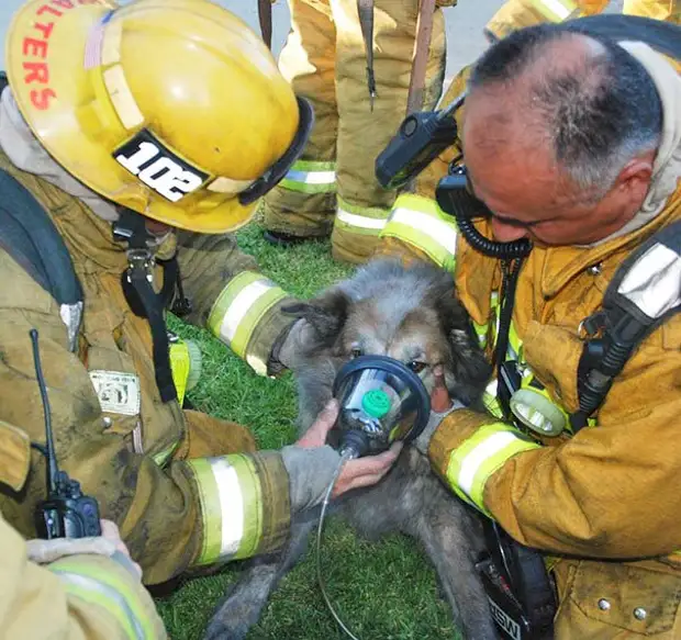 Anggota bomba yang menyelamatkan haiwan peliharaan