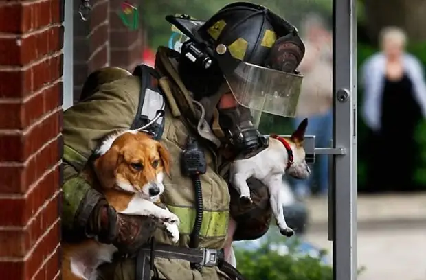 Bombeiros que rescataron animais domésticos
