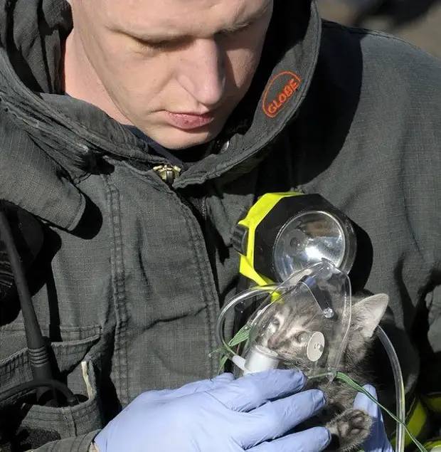 Les pompiers qui ont sauvé des animaux