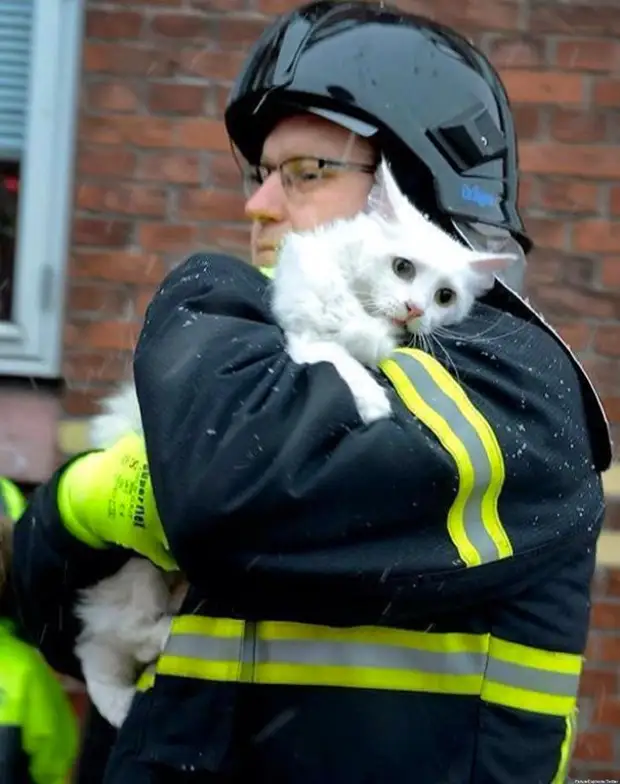 Brandmænd, der reddede kæledyr