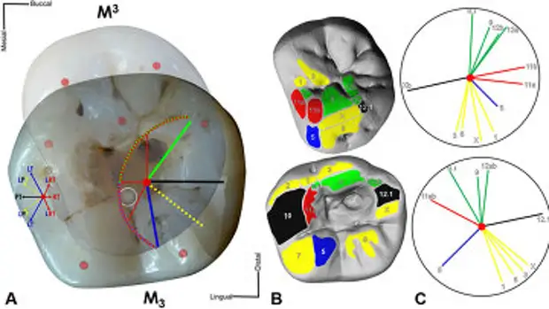 นักวิทยาศาสตร์: การกินเจช่วยให้ Cro-Magnons เอาชนะ Neanderthals