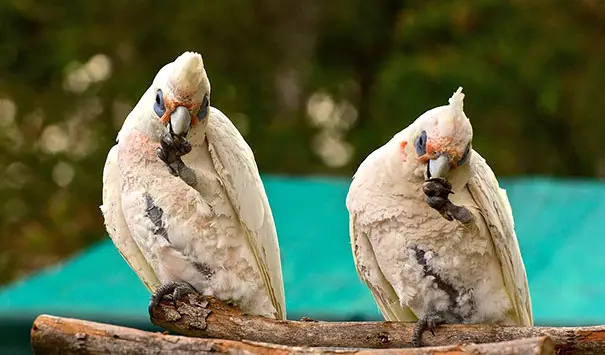 Animale gemene - 25 de fotografii adorabile - 209