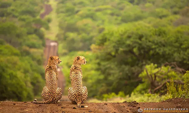 Animale gemene - 25 de fotografii adorabile-03