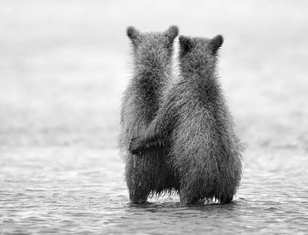 双子の動物-25枚の愛らしい写真-14枚