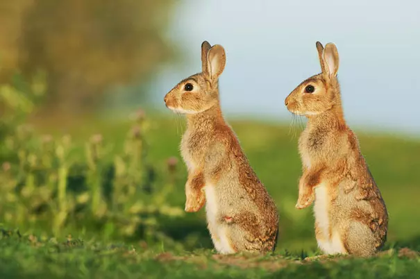 Animale gemene - 25 de fotografii adorabile - 24