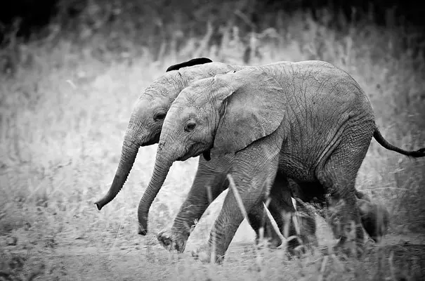 Animale gemene - 25 de fotografii adorabile-10