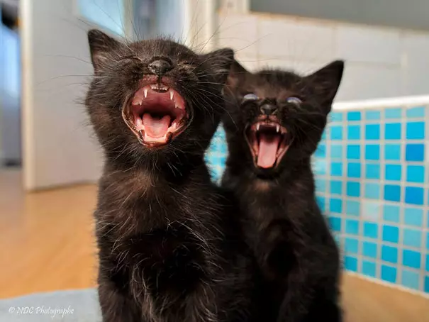 双子の動物-25枚の愛らしい写真-9枚