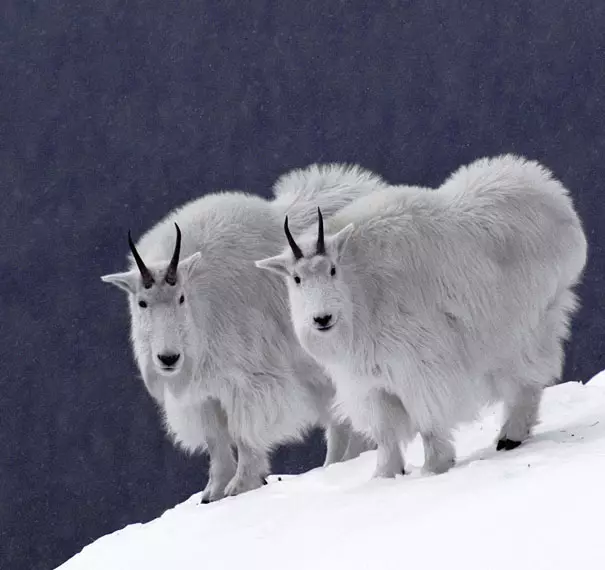 双子の動物-25枚の愛らしい写真-100枚