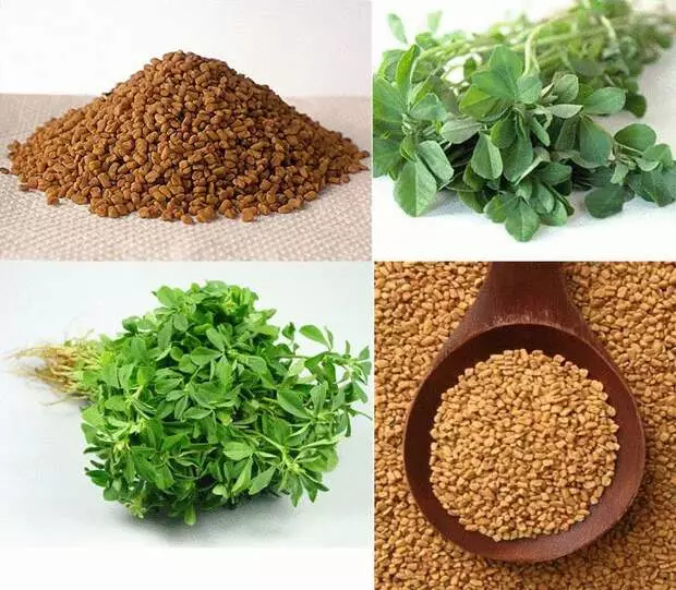 Fenugreek ni tiba ya magonjwa 100!